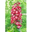 100 BRIDAL WREATH White & Pink Francoa Appendiculata Flower Seeds for ...