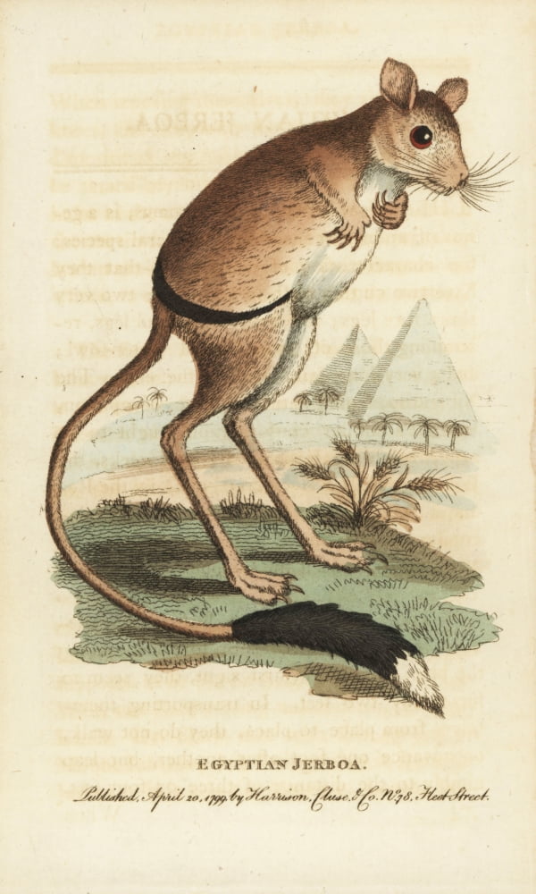 Greater Egyptian Jerboa