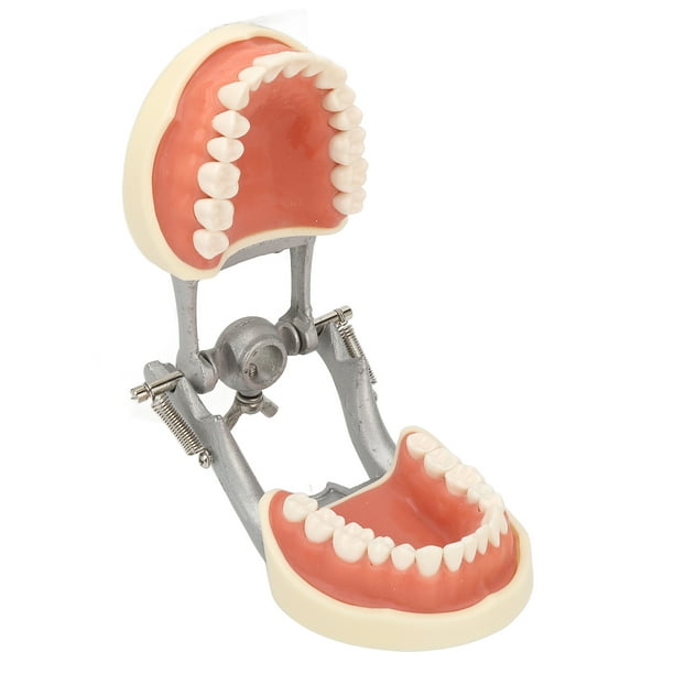 Typodont Teeth Model, Jaw Frame Soft Gum 32 Teeth Portable Standard ...