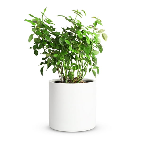 Mozing Ceramic Plant Pots Indoor - 10 x 10 inch Modern Flower Pot with ...