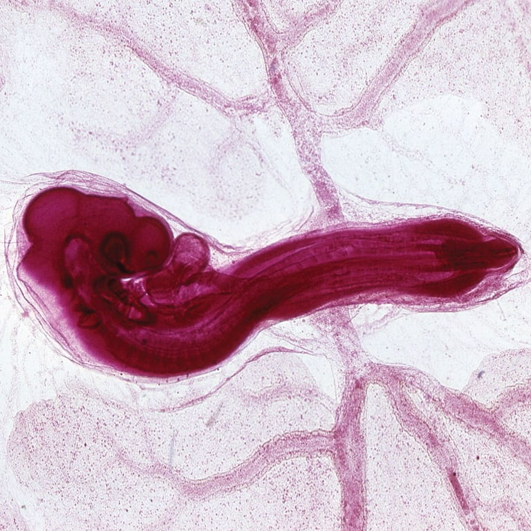 Chick Embryology