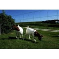 Classic electric Netting- electric Fence Protects Sheep, Goats, Gardens ...