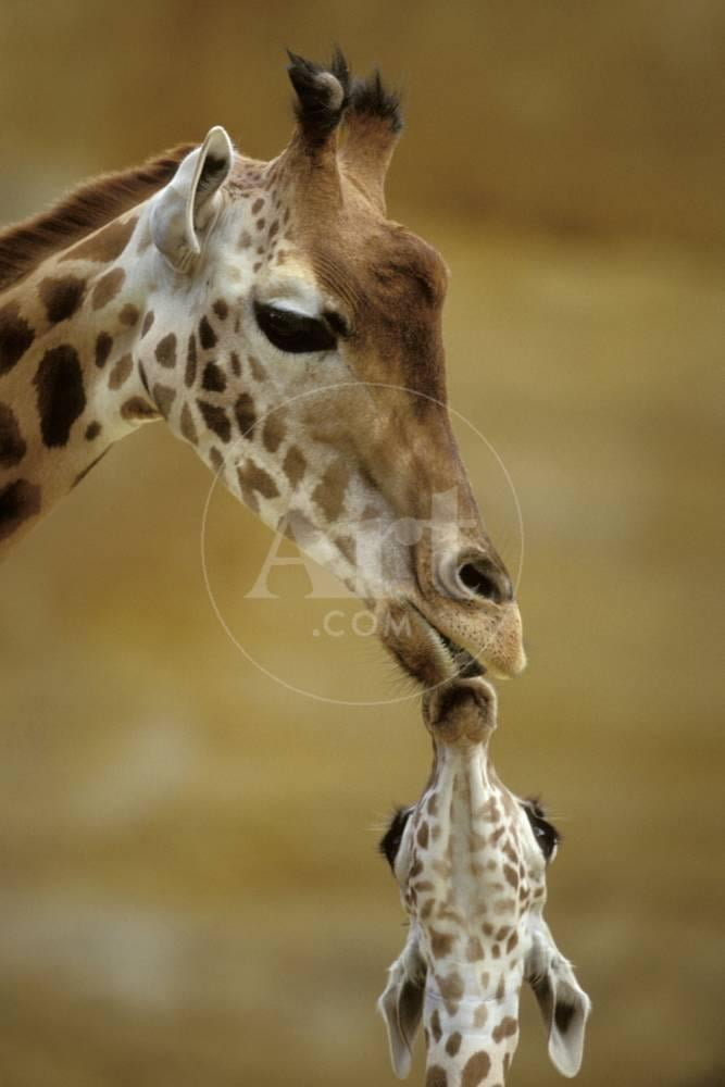 Giraffe Kissing Young Giraffe, Animals Unframed Photographic Print Wall ...