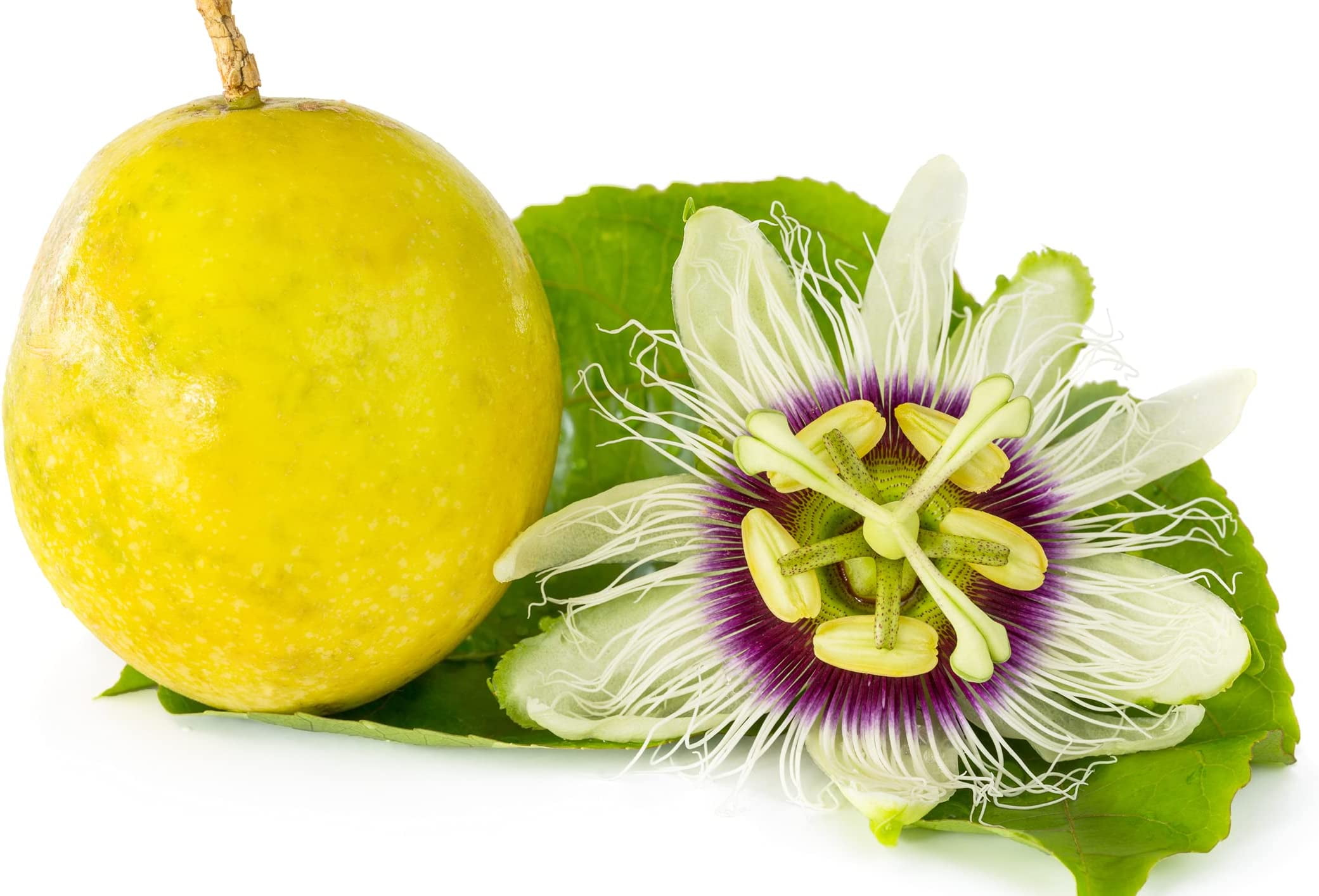 Passion Flower Seeds For Planting 100 Seeds Ships From Iowa Usa Grow Exotic Passion