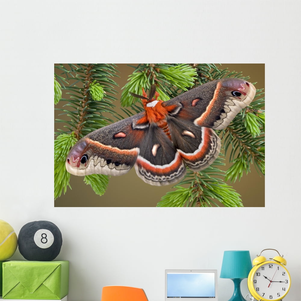Cecropia Moth Evergreen Wall Mural by Wallmonkeys Peel and Stick ...