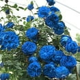 PEMDASGARDEN 30 Rare Blue Climbing Rose Bush Seeds, 3-4 Feet, Hardy ...