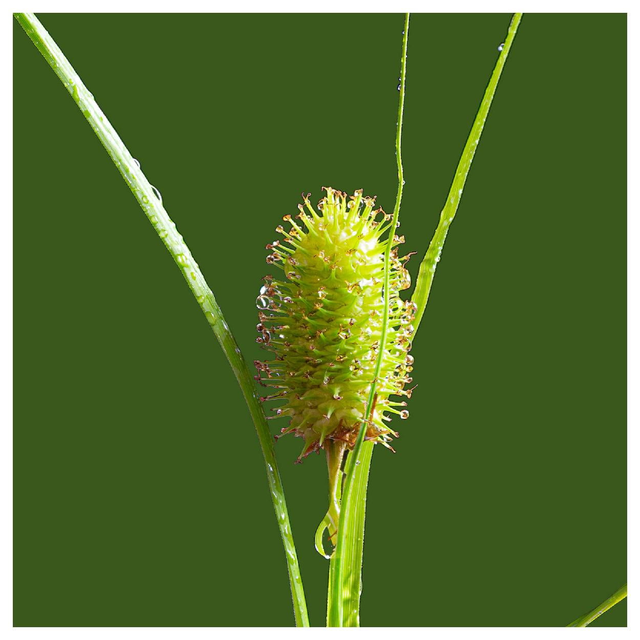 Everwilde Farms - 1 oz Common Cattail Sedge Native Grass Seeds - Gold ...