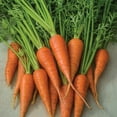 Burpee Organic Short 'n Sweet Carrot Seeds - Non-GMO, Easy to Grow ...