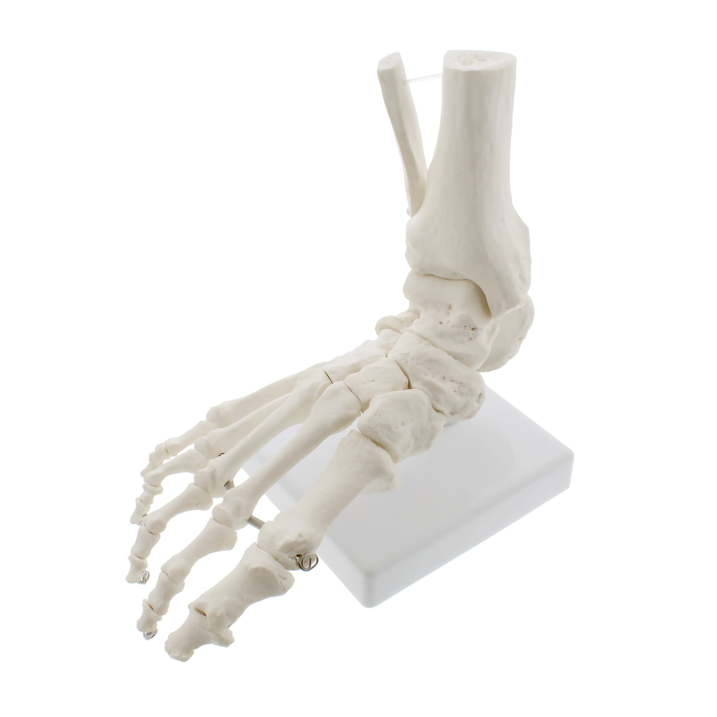 for Study Display Teaching Medical Anatomical Foot Skeleton Bone Model ...