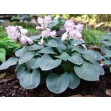 Blue Mouse Ears Hosta - 2008 Hosta of the Year - Dwarf - Quart Pot ...