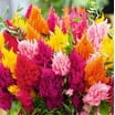 Ammi Dara Flower Seeds for Planting (100 Seeds) - Mixed Color Queen ...