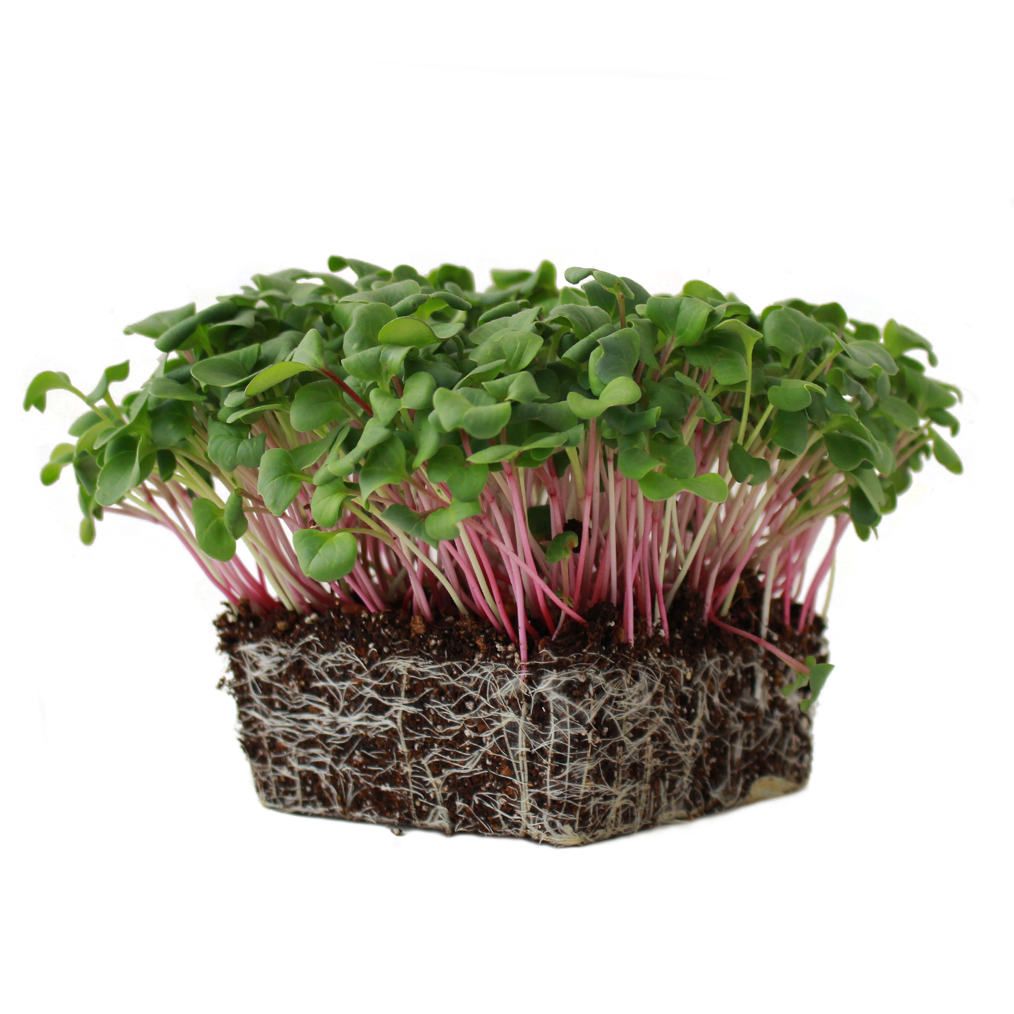 Radish Sprouting Seed - Red Arrow Variety - 5 Lb Bulk Seed - Heirloom ...