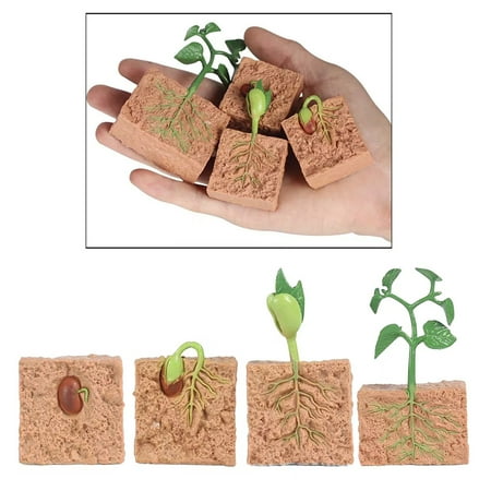 1 Set Seed Life Cycle Model Prop Home Home Creative Plant Growth Toys ...