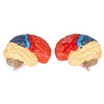 Anatomical Human Brain Model Cerebral Artery Color Partitioned Left ... Anatomical Human Brain Model Cerebral Artery Color Partitioned Left ...