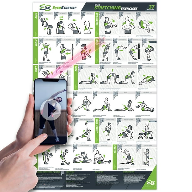EverStretch Basic Stretching Poster for Home Gym - 23" x 35" Laminated ...