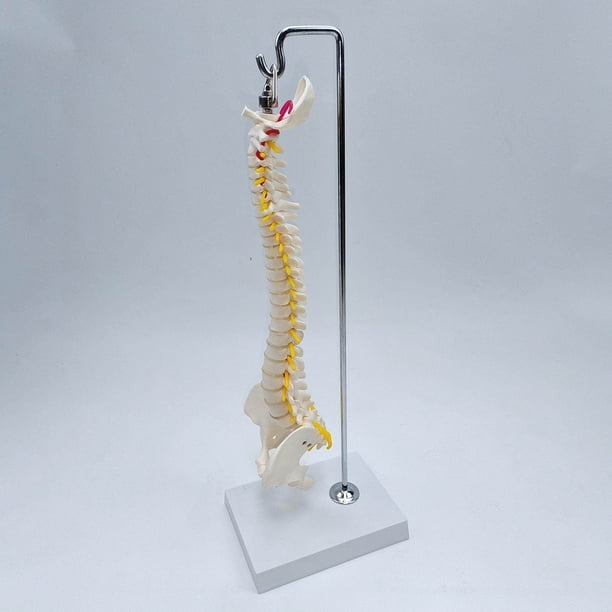 destyer Spine Model Vertebral Column Anatomical human skeleton for Kids ...