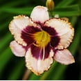 Easy to Grow - Outdoor Live Bulbs, 10 Pack Daylily Mixed Colors Mix ...