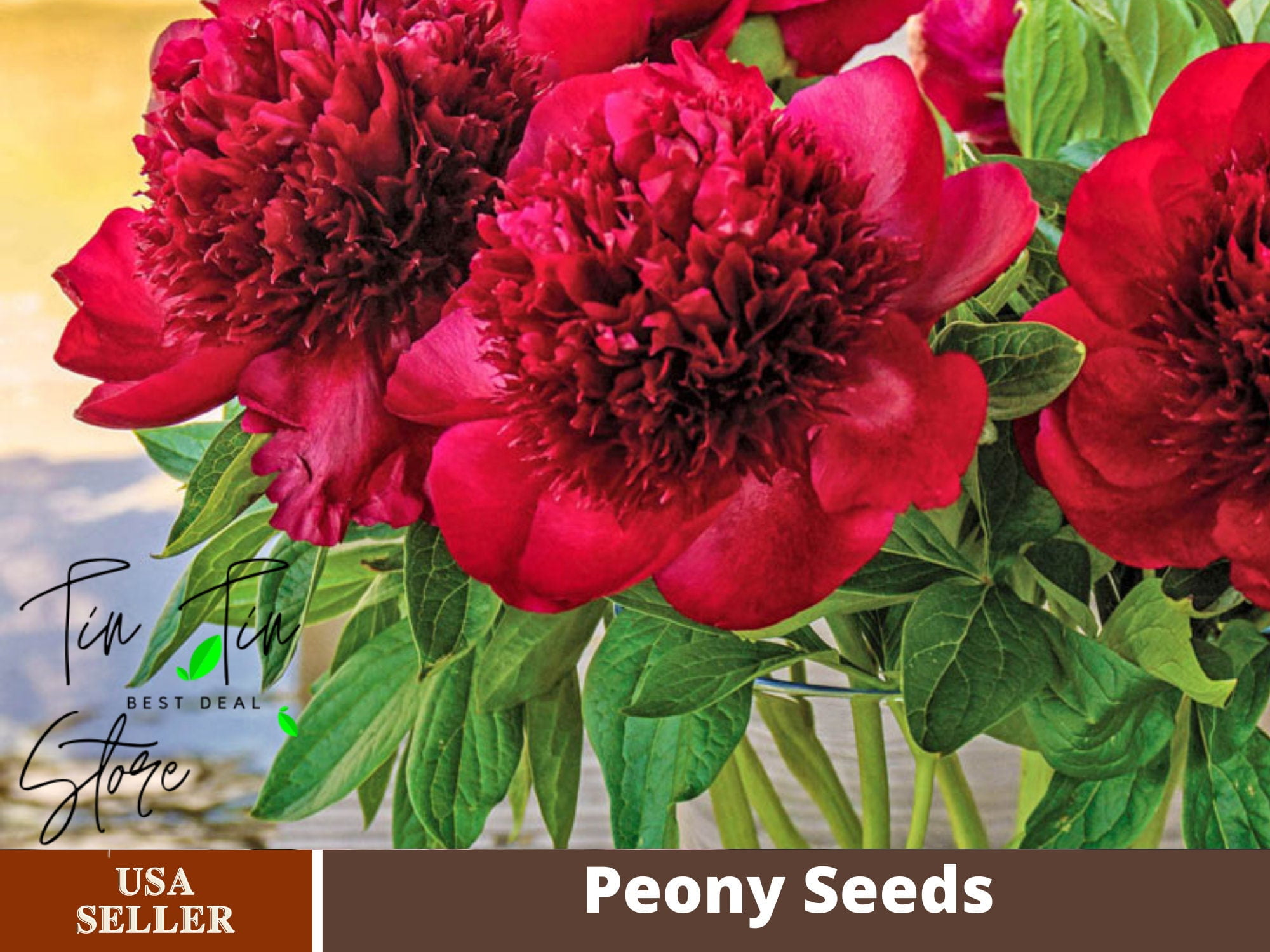 10+ Rare Seeds| Red Charm Peony Seeds #B041 [BUY 3 GET 1 FREE ...