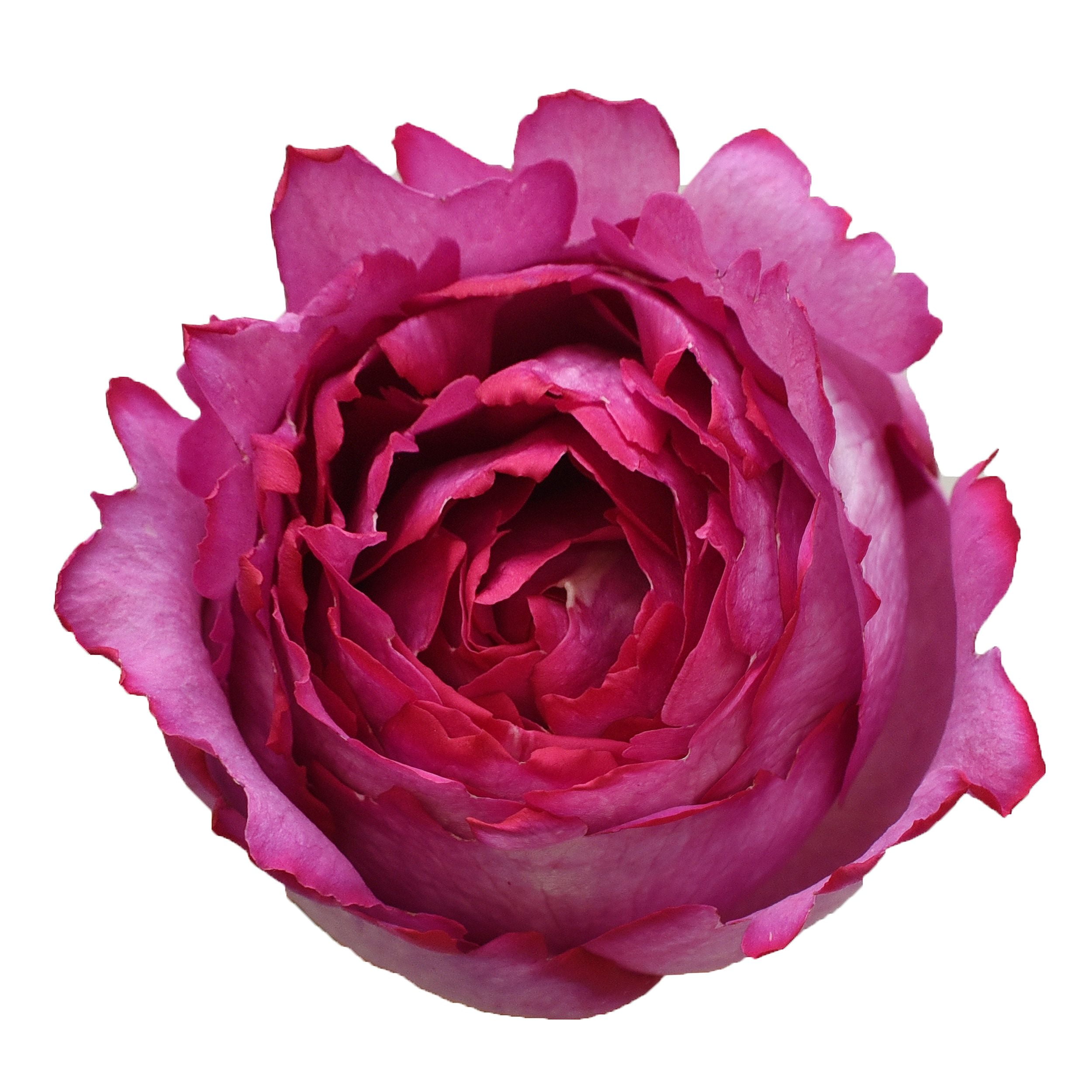 Garden Roses, Yves Piaget, 36 Stems - Walmart.com - Walmart.com