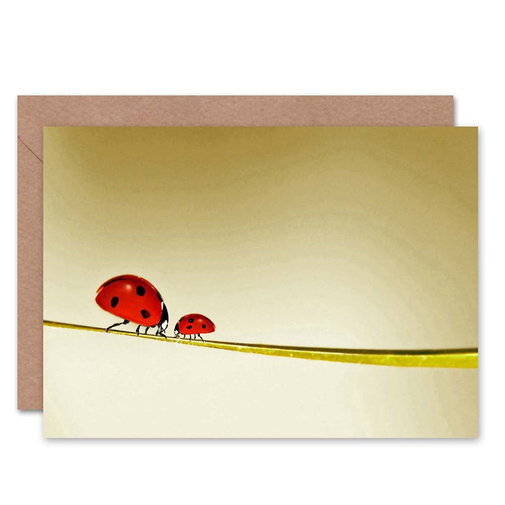 Birthday Ladybirds Ladybugs Greetings Card Plus Envelope Blank inside ...