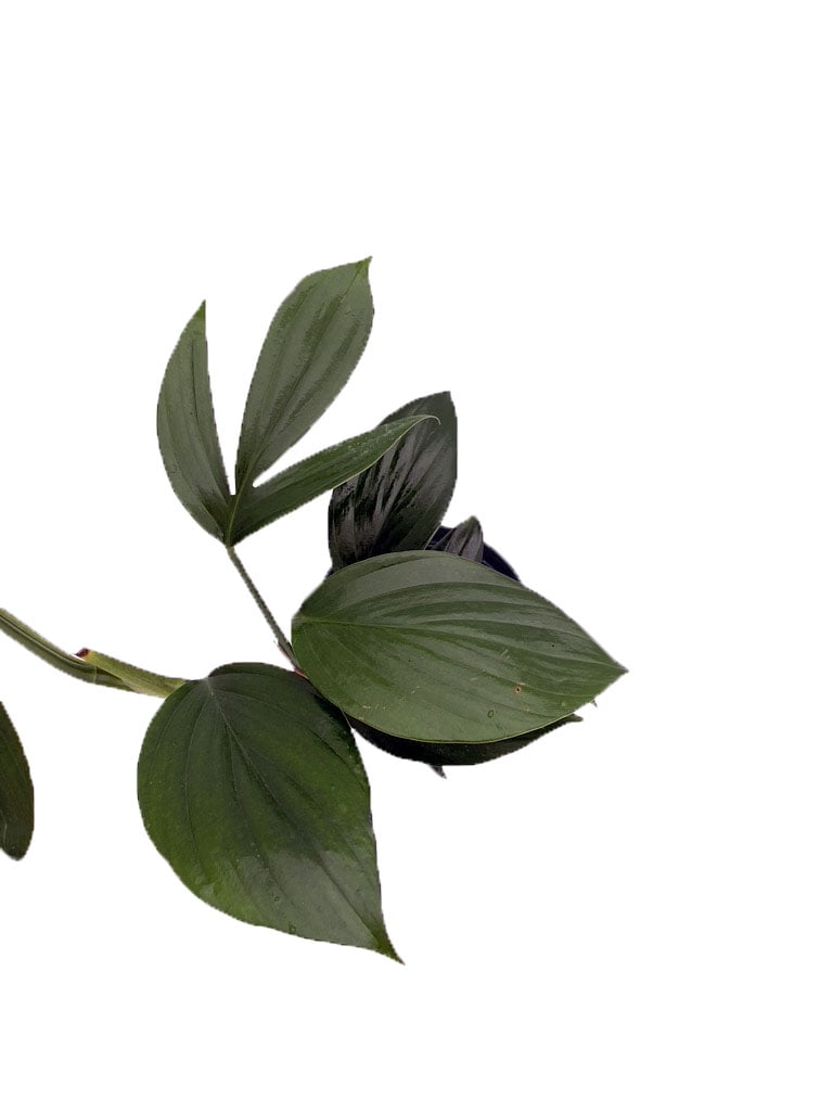 Rare Cebu Blue Philodendron - Epipremnum Pinnatum -6" Pot - Walmart.com ...