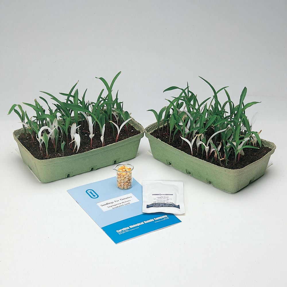 Green Albino Genetic Corn Seed, 3:1 ratio - Walmart.com - Walmart.com