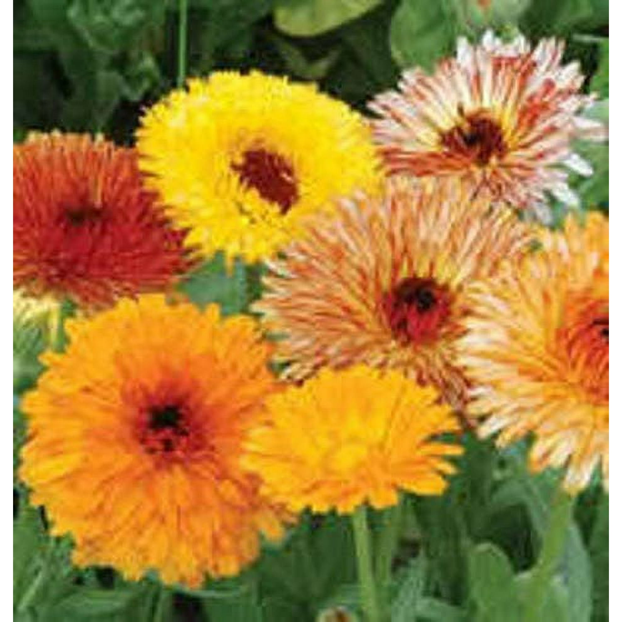 Click here for Seedville Usa 500 Mixed Colors Fancy Mix Pot Marig... prices