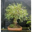 Indoor/Outdoor Live Dwarf Australian Weeping Willow Bonsai Tree - Fast ...