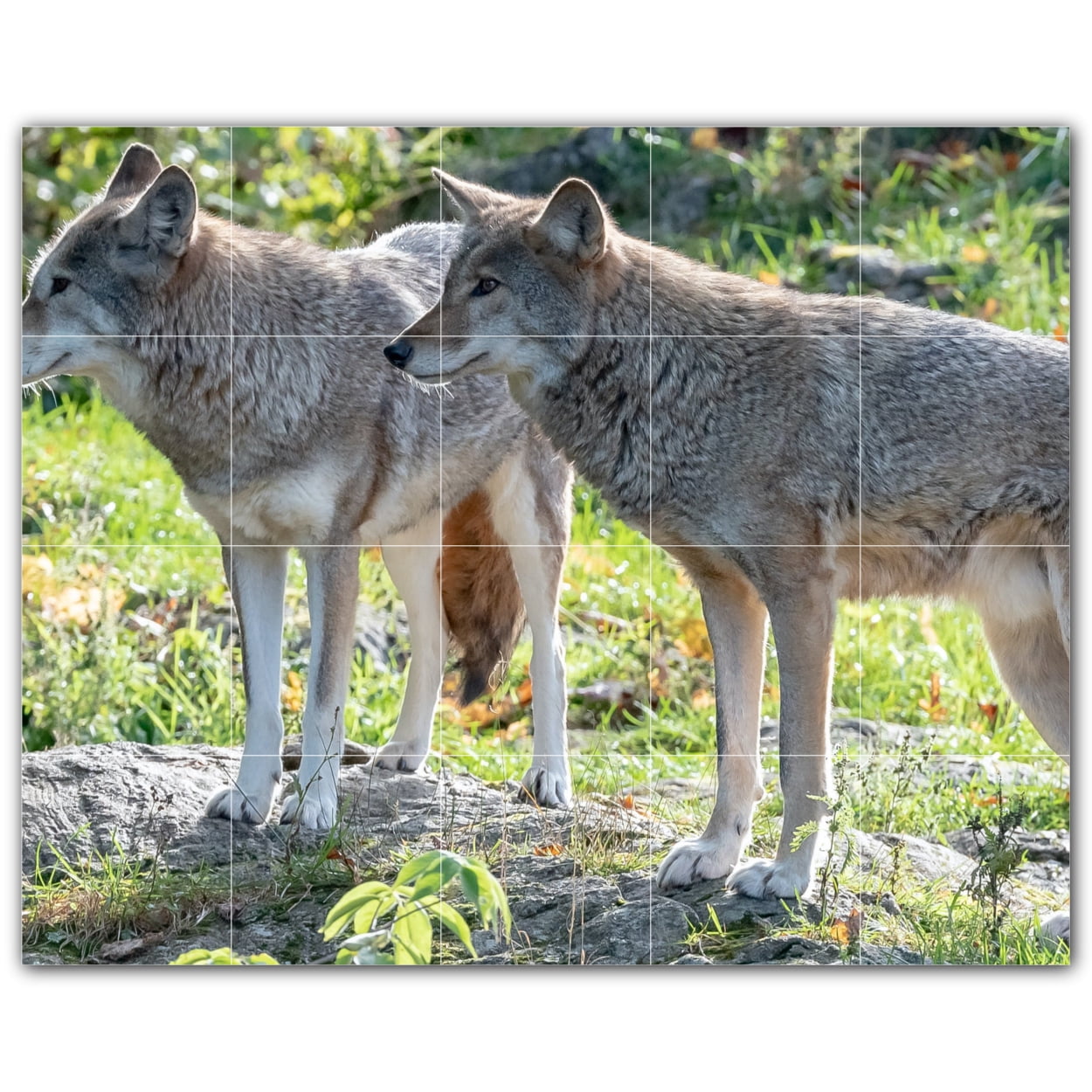 Picture-Tiles.com: Wolf Ceramic Tile Wall Mural WAL501236-54M. 30"W x ...