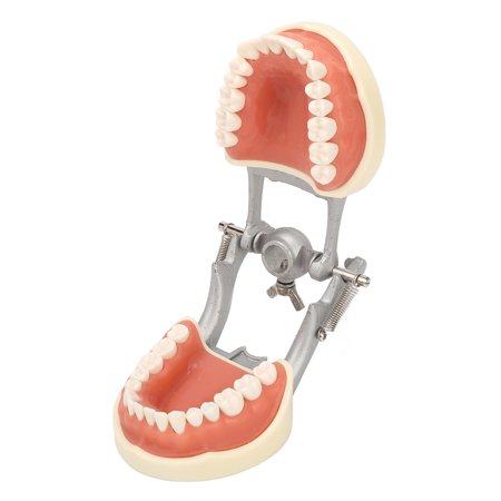 Typodont Teeth Model, Resin Simulated 32 Teeth Jaw Frame Standard Teeth ...