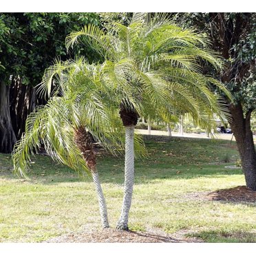 Dwarf Pygmy Date Palm Tree Seeds (Phoenix roebelinii) Great Indoor ...