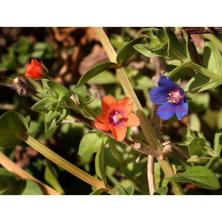 Anagallis Arvensis Medicinal