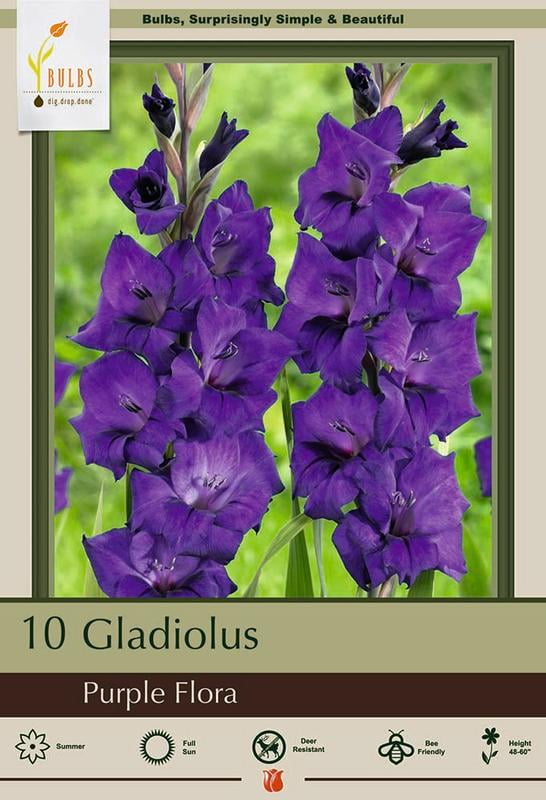 Purple Flora Gladiolus 10 Bulbs - 12/14 cm - Rich Violet Purple ...