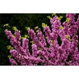 40 CHINESE REDBUD Cercis Chinensis Shrub Small Tree Pink Purple Flower ...