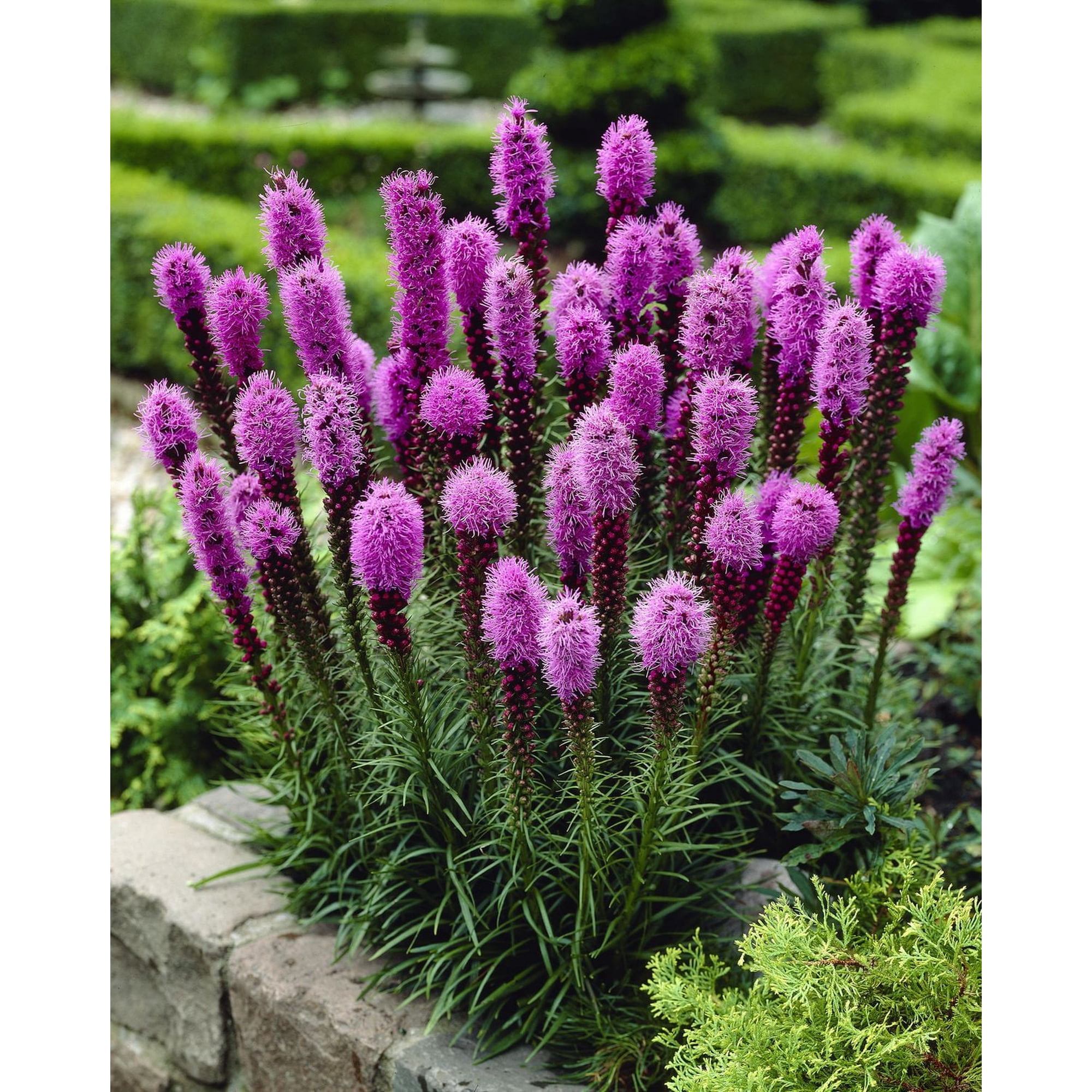 Click here for Tasc Flower Bulbs - Liatris Spicata prices