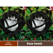 PEMDASGARDEN 30 Rare Blue Climbing Rose Bush Seeds, 3-4 Feet, Hardy ...