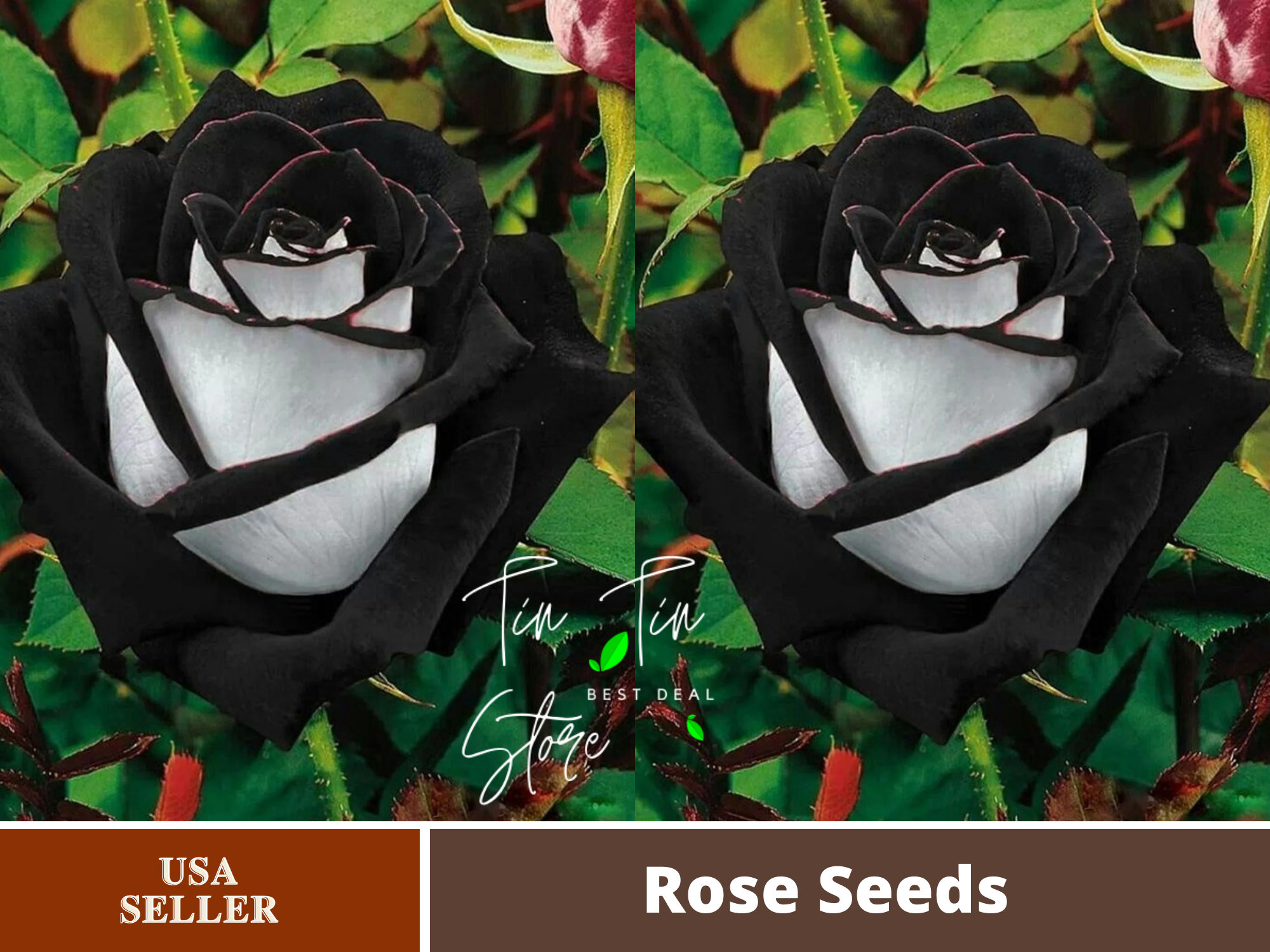30 Rare Seeds Black Heart White Rose Flower Seeds 1135 BUY 4 GET 1