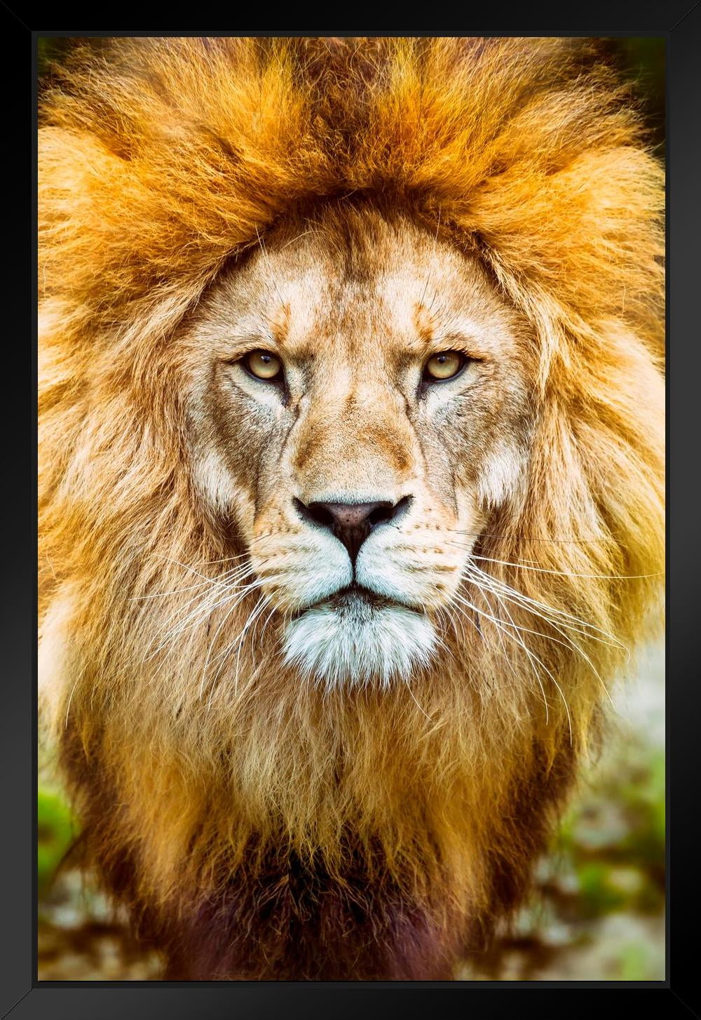 African Lion Head Shot Male Lion Mane Lion Posters For Wall Lion ...