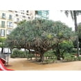 10 DRAGON TREE Dracaena Draco Canary Island Drago Blood Asparagus Yucca ...