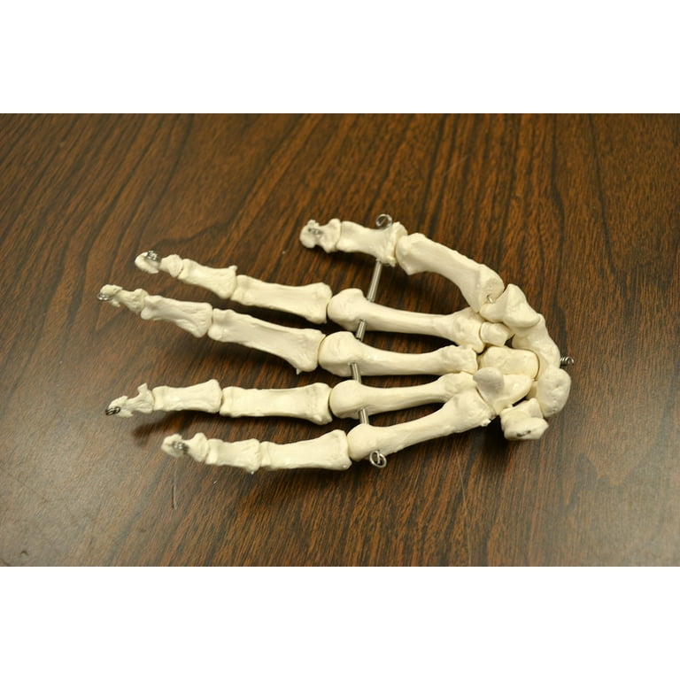 Right Hand Bones Skeleton