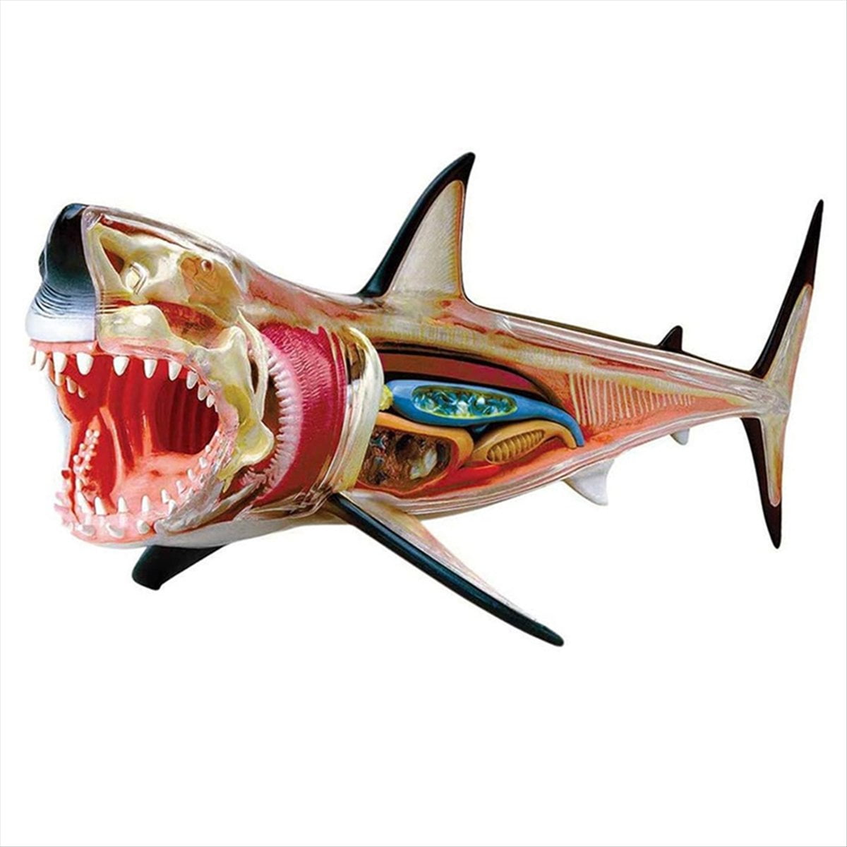 Click here for Unbranded -Anatomy Model - Animal Anatomyical Mode... prices