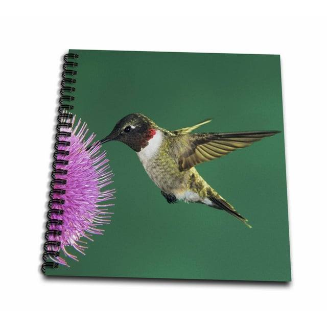 3dRose Ruby-throated Hummingbird, Welder Wildlife, TX - NA02 RNU0761 ...