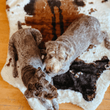Paw Brands Cow Print Dog Bed, Faux Fur Orthopedic Memory Foam, Non-Slip ...