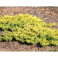 Gold Star Juniper 2 Live Gallon Size Plants Juniperus Chinensis Perfect ...