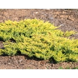 Gold Star Juniper 2 Live Gallon Size Plants Juniperus Chinensis Perfect ...