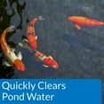 ReefH2O API Pond Accu-Clear, 64-Ounce, Pond Water Clarifier, Algae Control, Aquarium Treatment ...
