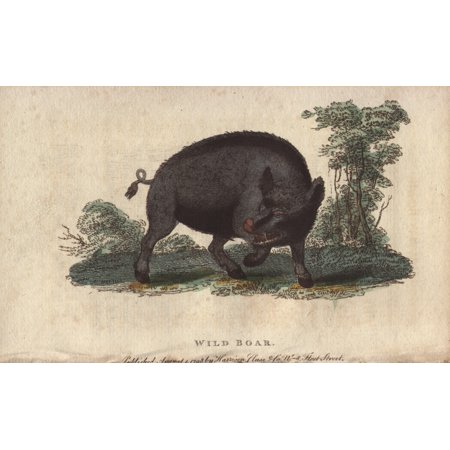 Wild Boar, Sus Scrofa Poster Print By Â® Florilegius Mary Evans (36 X ...