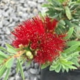Little John Dwarf Bottlebrush 20 Live Plants Callistemon Compact ...