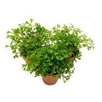 Garden Selaginella, 4 inch, Gold Club Moss, Golden kraussiana - Walmart.com