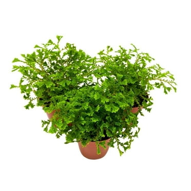 Garden Selaginella, 4 inch, Gold Club Moss, Golden kraussiana - Walmart.com